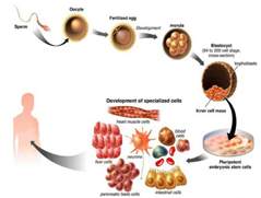 Definition and concepts of growth, differentiation, maturation and ...