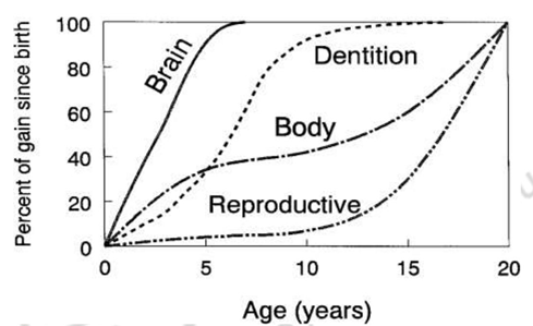 Evolution of Human Growth – Human growth, development and nutrition