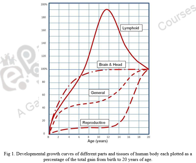 Human Growth curves of different body parts and tissues – Human growth ...