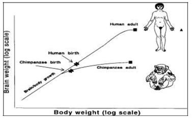 Evolution of Human Growth – Human growth, development and nutrition