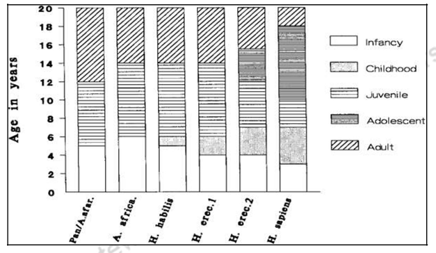 Evolution of Human Growth – Human growth, development and nutrition