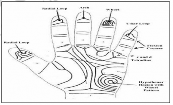 Dermatoglyphics in Forensic Anthropology – Forensic anthropology