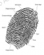 Searching and Comparison of Fingerprint Techniques – Forensic anthropology