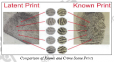 Searching and Comparison of Fingerprint Techniques – Forensic anthropology