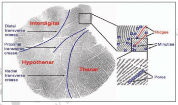Palm Prints and Sole Prints, including Foot Marks, details of Ridge and ...