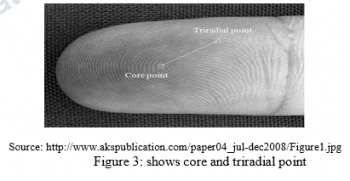 Analysis of Palm and Fingerprints – Forensic anthropology