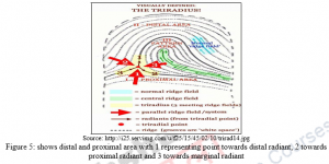Analysis of Palm and Fingerprints – Forensic anthropology