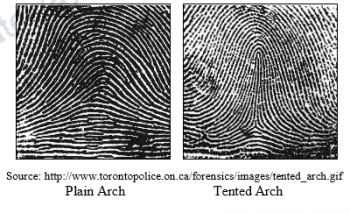 Analysis of Palm and Fingerprints – Forensic anthropology