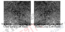Analysis of Palm and Fingerprints – Forensic anthropology