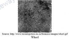 Analysis of Palm and Fingerprints – Forensic anthropology