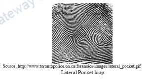 Analysis of Palm and Fingerprints – Forensic anthropology