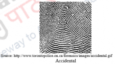 Analysis of Palm and Fingerprints – Forensic anthropology