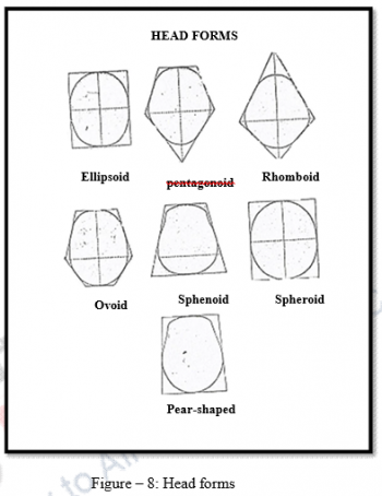 Identification through Somatometric and Somatoscopic Observation ...