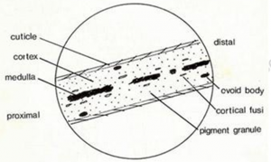 Identification through Hair – Forensic anthropology