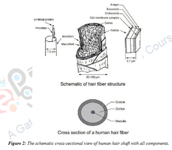 Structural Polymorphism of Human Hair – Forensic anthropology