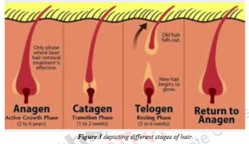 Structural Polymorphism of Human Hair – Forensic anthropology