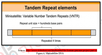 DNA fingerprinting, VNTR, Mini satellite and Micro Satellite – Forensic anthropology