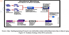 DNA fingerprinting, VNTR, Mini satellite and Micro Satellite – Forensic ...