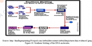 DNA fingerprinting, VNTR, Mini satellite and Micro Satellite – Forensic ...