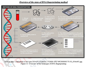 DNA fingerprinting, VNTR, Mini satellite and Micro Satellite – Forensic anthropology