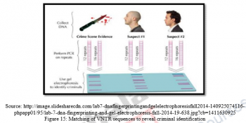 DNA fingerprinting, VNTR, Mini satellite and Micro Satellite – Forensic ...