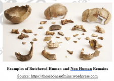 Comparison between human and non-human skeletal remains – Forensic ...