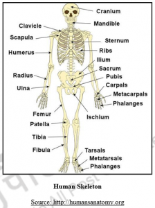 Comparison between human and non-human skeletal remains – Forensic ...