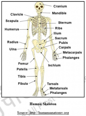 Comparison between human and non-human skeletal remains – Forensic ...