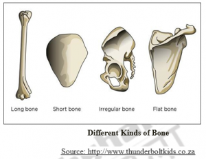 Comparison between human and non-human skeletal remains – Forensic ...