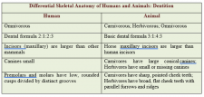 Comparison between human and non-human skeletal remains – Forensic ...