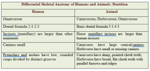 Comparison between human and non-human skeletal remains – Forensic ...