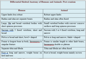 Comparison between human and non-human skeletal remains – Forensic ...