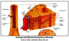 Microscopic and gross anatomy of human bones – Forensic anthropology