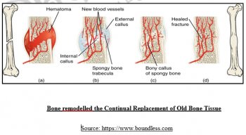 Microscopic and gross anatomy of human bones – Forensic anthropology