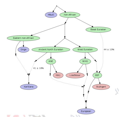Models to study gene flow – Human population genetics