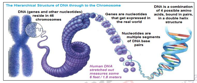 Genetic Polymorphism – Human population genetics
