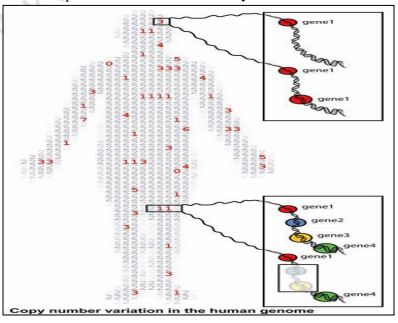 Genetic Polymorphism – Human population genetics