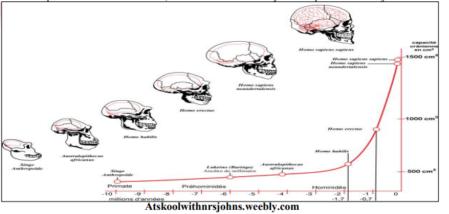 Theories of Evolution – Human population genetics