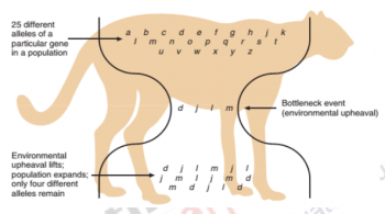 Genetic drift and its consequences – Human population genetics