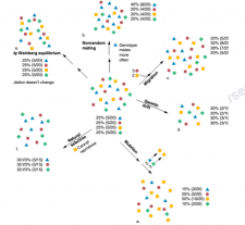 Genetic drift and its consequences – Human population genetics