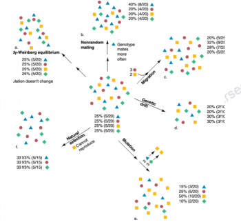 Genetic drift and its consequences – Human population genetics