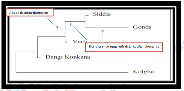 Genetic Distance – Human population genetics