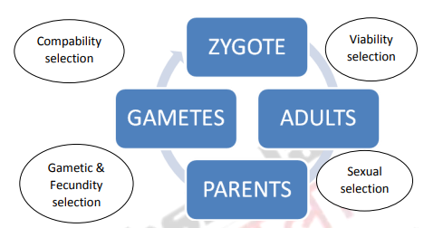 Models of Natural Selection – Human population genetics