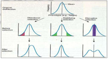 Models of Natural Selection – Human population genetics