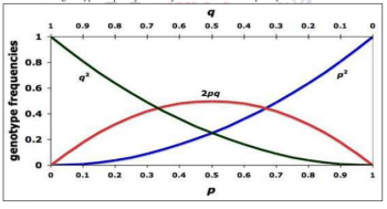 Allelic Frequencies, Genotypic Frequencies and Hardy Weinberg Law ...