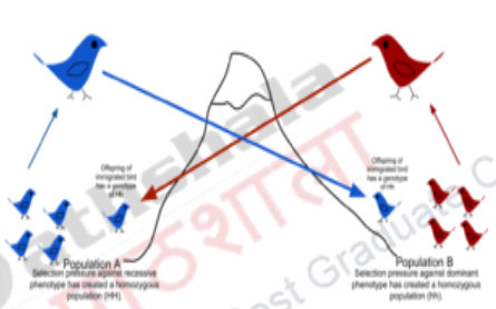 Gene flow and admixture genetics – Human population genetics