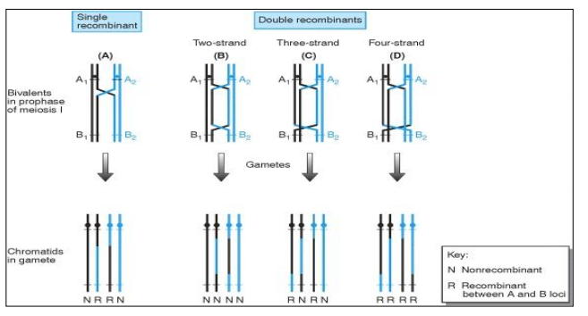 Mendelian Inheritances in Man – Human population genetics
