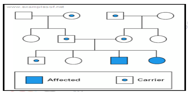 Mendelian Inheritances in Man – Human population genetics