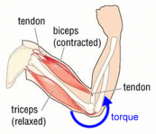 Biomechanics of sports and physical exercise – Applied Anthropology
