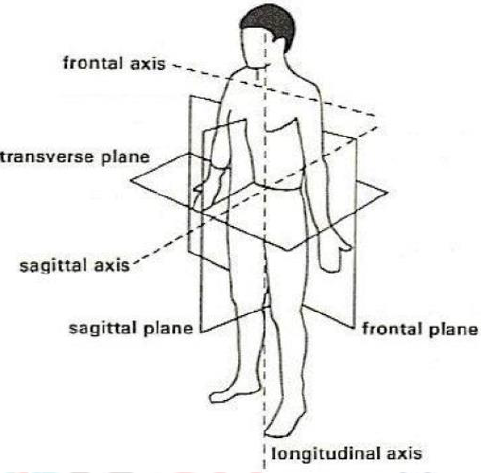 Biomechanics of sports and physical exercise – Applied Anthropology